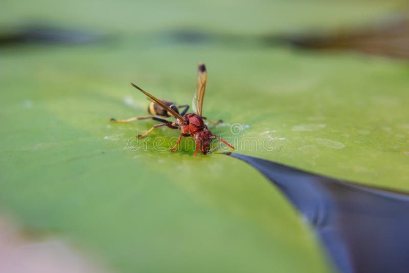 Wasps drinking water stock photo. Image of nest, dangerous - 79704288