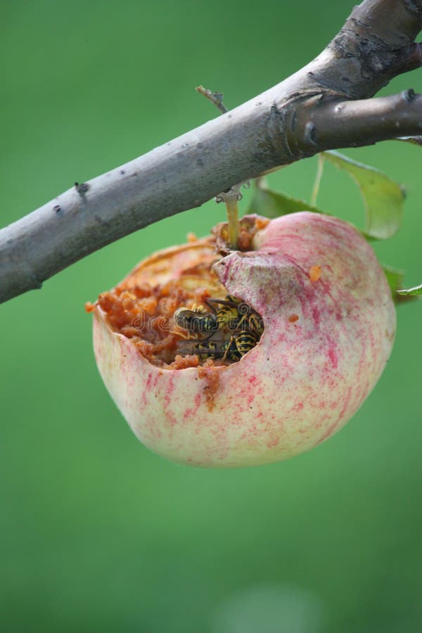 Wasps Eating Apple on the Tree Stock Photo - Image of agriculture ...