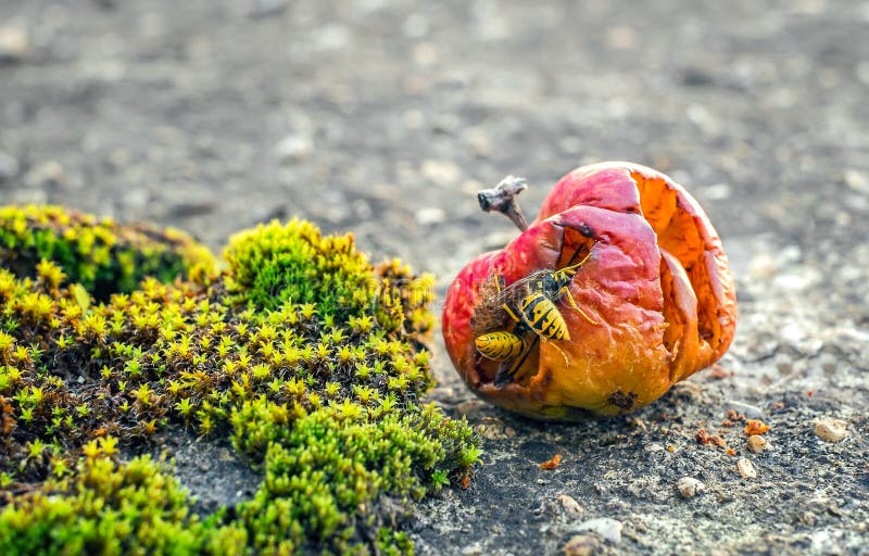Wasps Eating from a Rotten Apple Stock Photo - Image of insect, angry ...