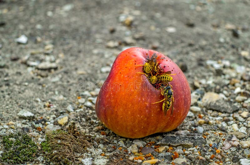 Wasps Eating a Rotten Apple Stock Photo - Image of natural, background ...