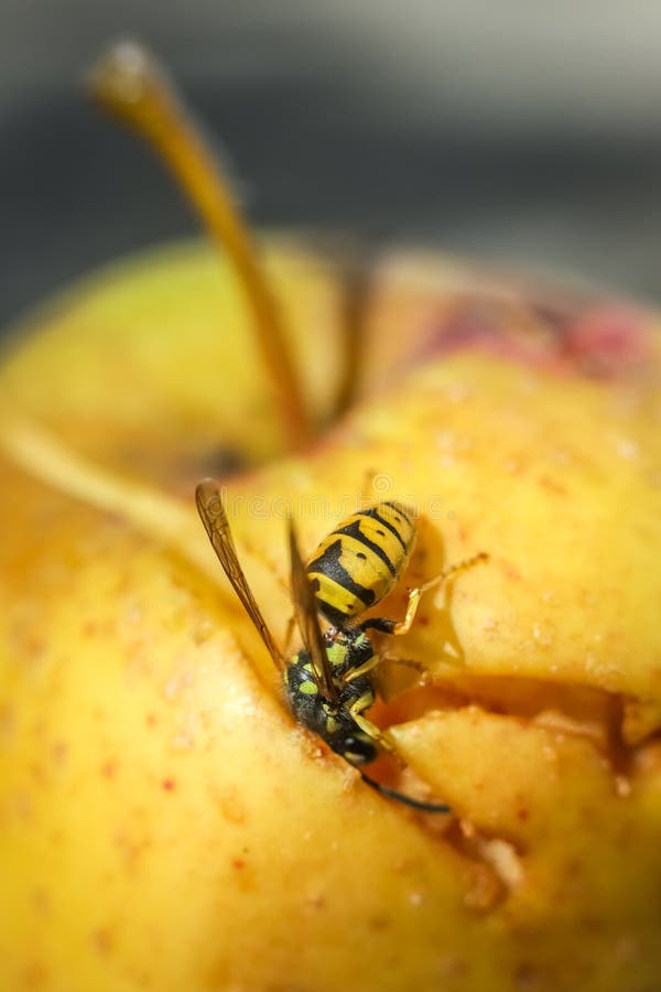 Wasps Eating Rotten Yellow Apple Fallen on Ground. Close Up of Yellow ...
