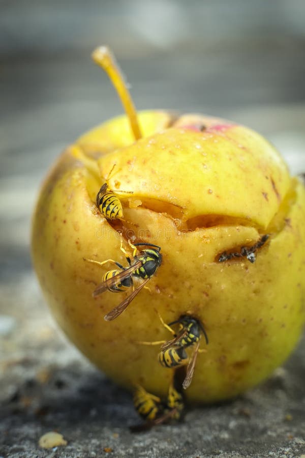 Wasps Eating Rotten Yellow Apple Fallen on Ground. Close Up of Yellow ...