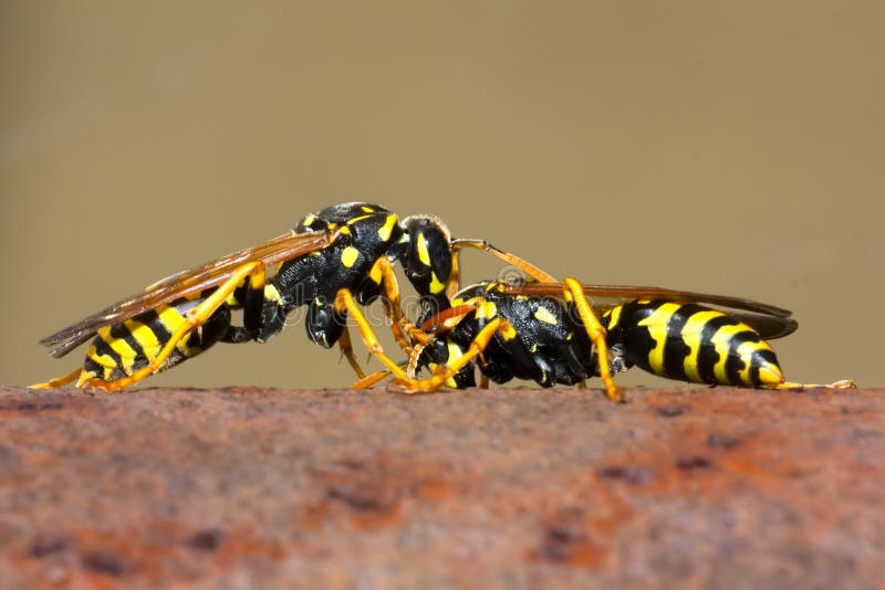 Paper wasp building nest stock photo. Image of macro, larva - 4578592