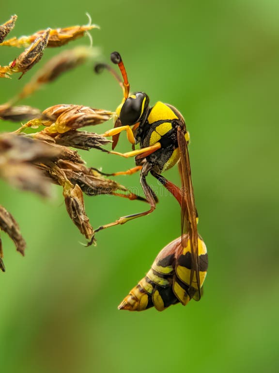 Wasps or Wasps are Flying Insects Stock Photo - Image of beetle, flower ...