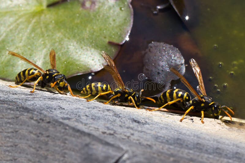 Wasps stock image. Image of animal, nest, macro, hymenopter - 45232025