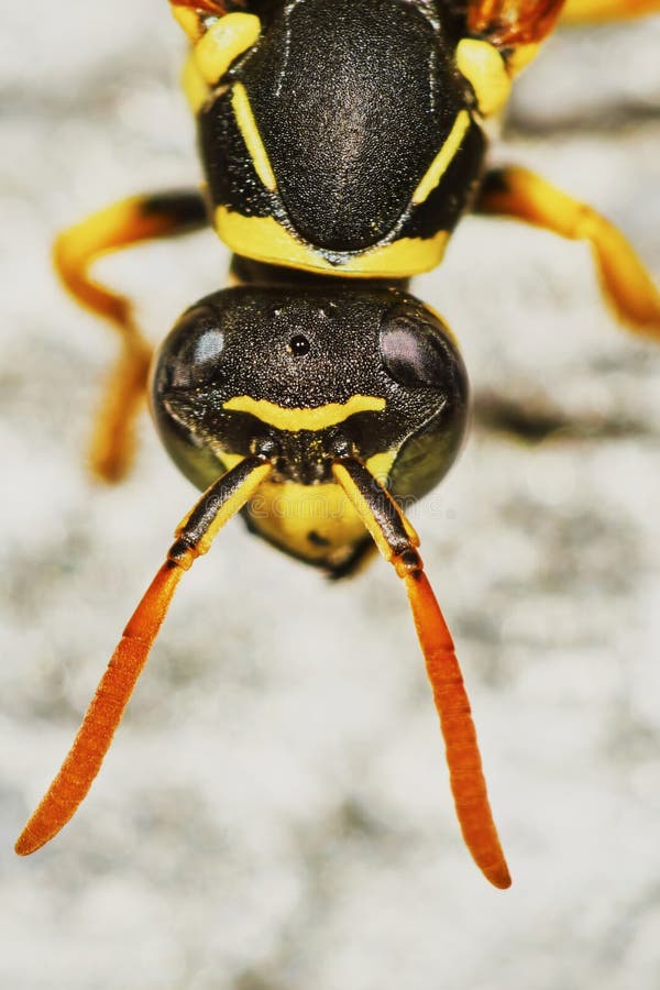 Wasps head to head stock image. Image of insects, gorging - 44436201