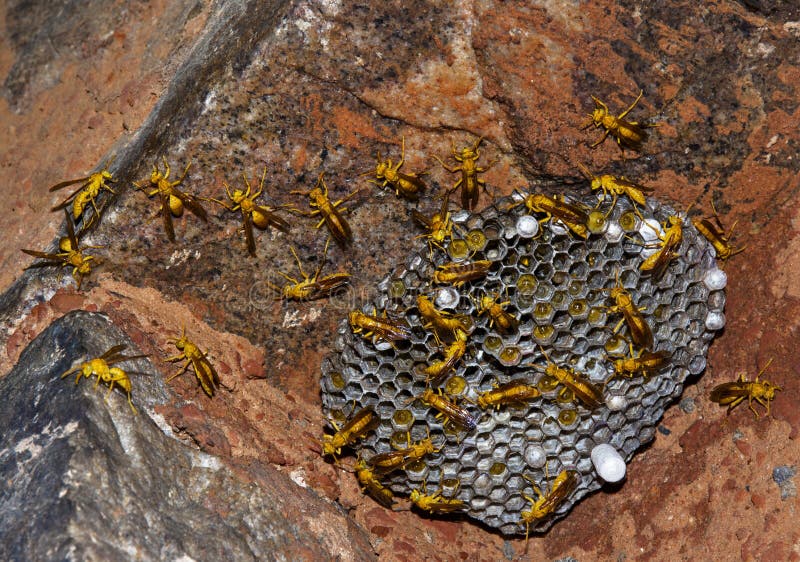 Wasps at hive stock image. Image of sting, insect, work - 33463181