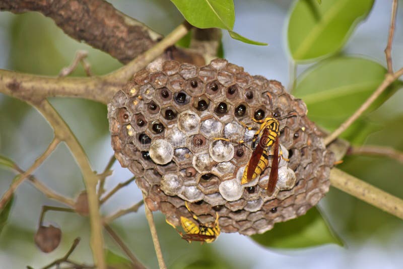 Wasps on honeycomb stock image. Image of outdoor, space - 41760455