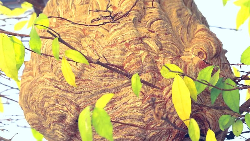 Wasps Make a Nest on a Tree in the Garden, Caution, Do Not Approach and ...