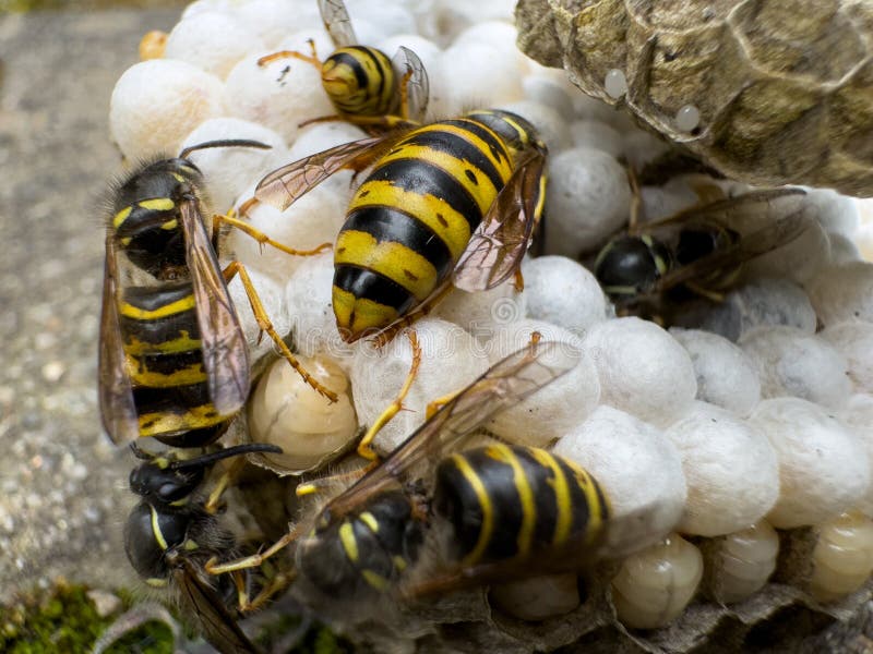 Wasps in the Nest Hatching the Young Stock Photo - Image of family ...