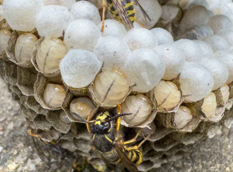 Wasps in the Nest Hatching the Young Stock Photo - Image of inside ...