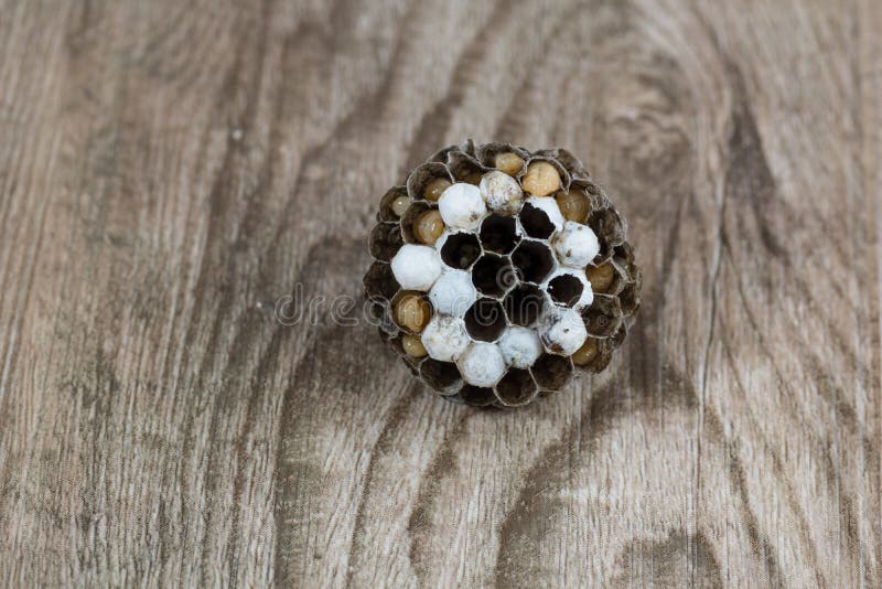 Wasps nest stock photo. Image of detail, flight, interior - 55666744