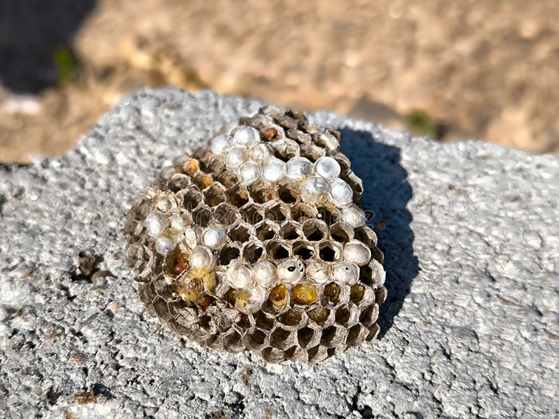 Wasps Nest: an Intriguing Reshaped Stock Image - Image of food, yellow ...