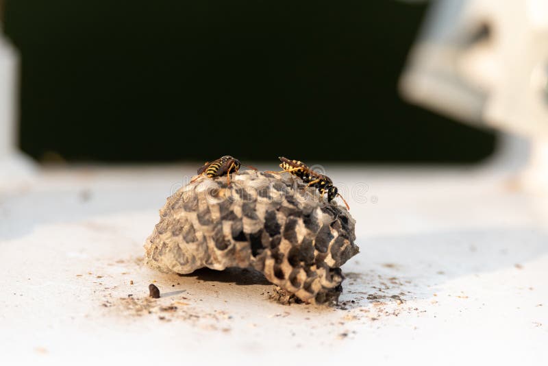 Wasps in the Nest. a Small Insect Nest with Many Cells Stock Photo ...