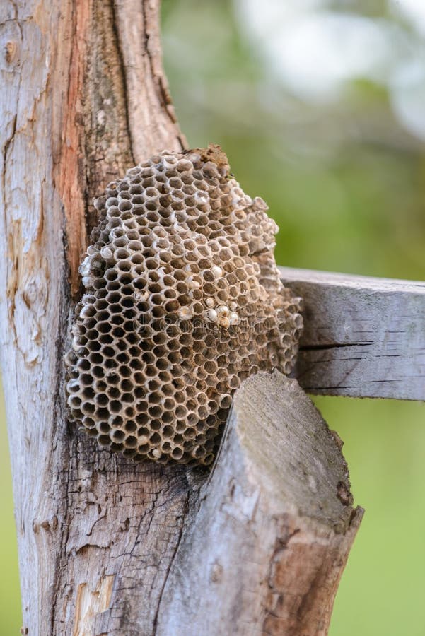 Wasps nest on tree stock image. Image of nest, wasps - 77987047