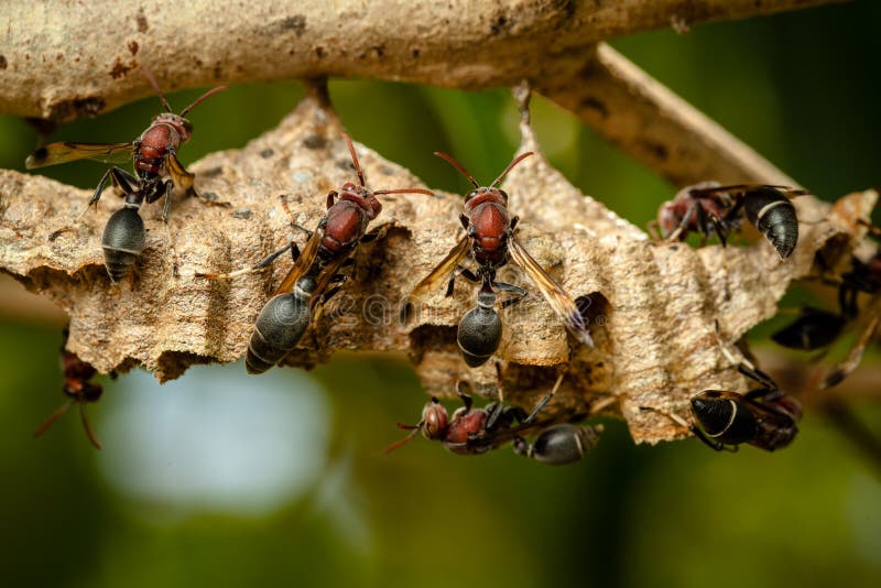 Wasps on the nest. stock photo. Image of yellow, tropical - 71709502