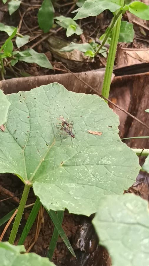 Wasps in the Reproductive Process, Mating Behavior in Male and Female ...