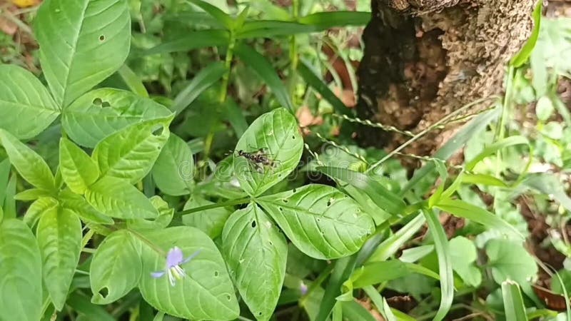 Wasps in the Reproductive Process, Mating Behavior in Male and Female ...