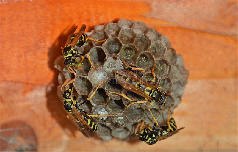 Several Wasps are Buzzing Around an Ice Cream Sundae Stock Image ...