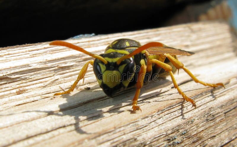 Wasps sit and communicate stock photo. Image of long - 321615144