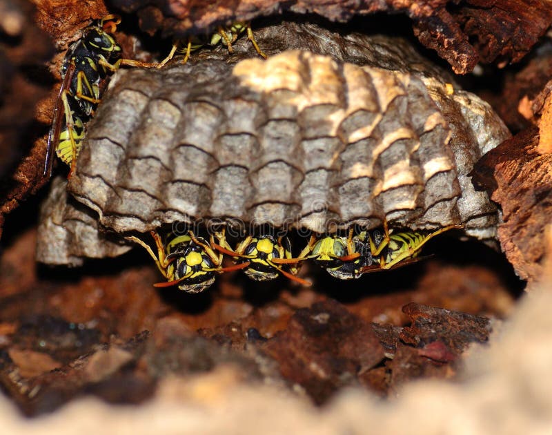 Wasps Watching Under the Nest Stock Image - Image of apocrita, dominula ...