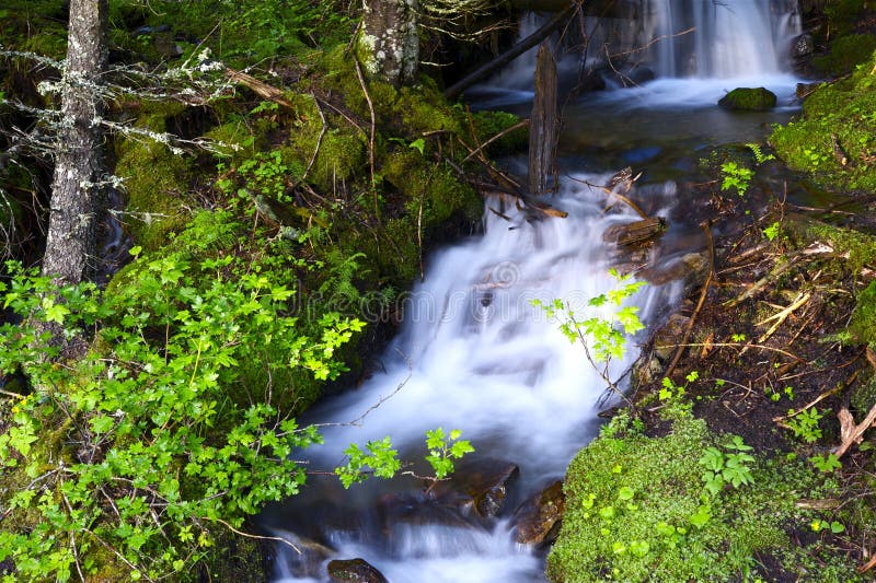 Wasser-Kaskaden stockbild. Bild von horizontal, farne - 28670347