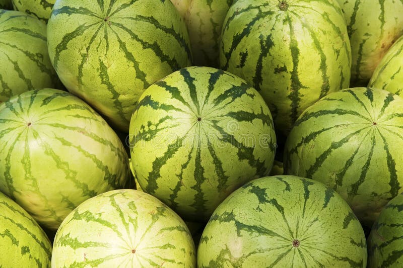 Wassermelone stockfoto. Bild von frucht, zucker, grün - 20777976