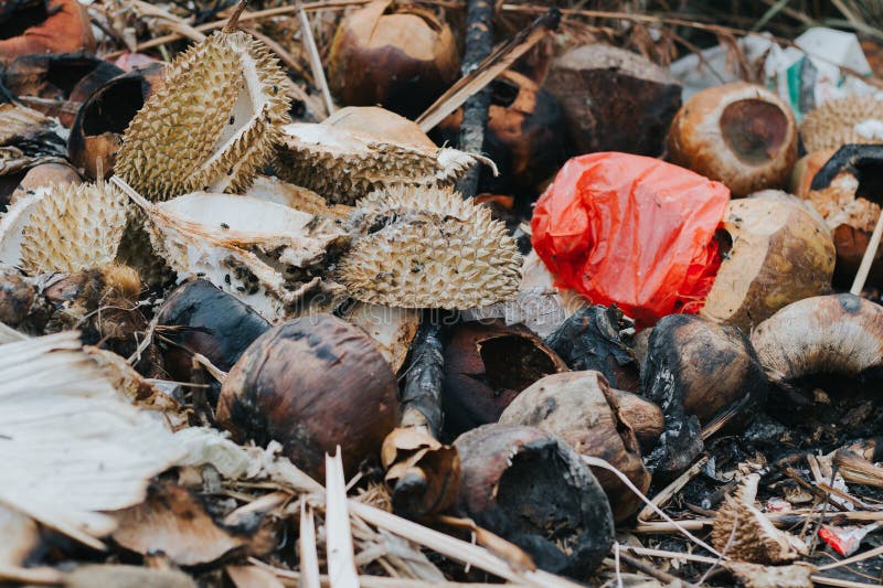Waste from Durian Shells and Coconut Shells, Some of Which Have Been ...