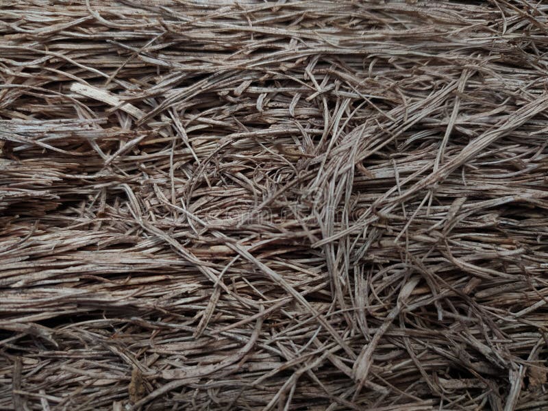 Waste from Oil Palm Trees that Have Dried and Rotted Stock Image ...