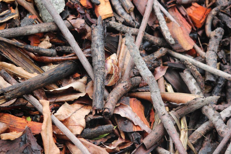 Waste stock photo. Image of shell, leaves, wood, sticks - 76768560