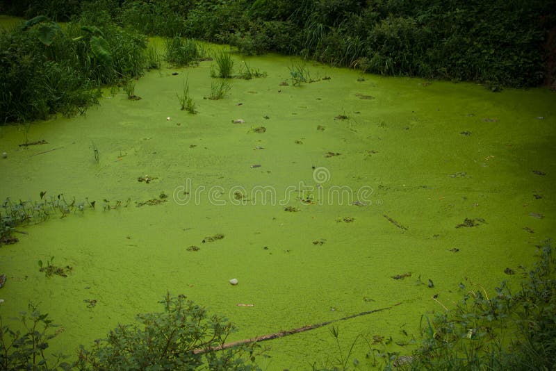 Waste Pond and Green Algae. Stock Image - Image of ocean, algaewaste ...