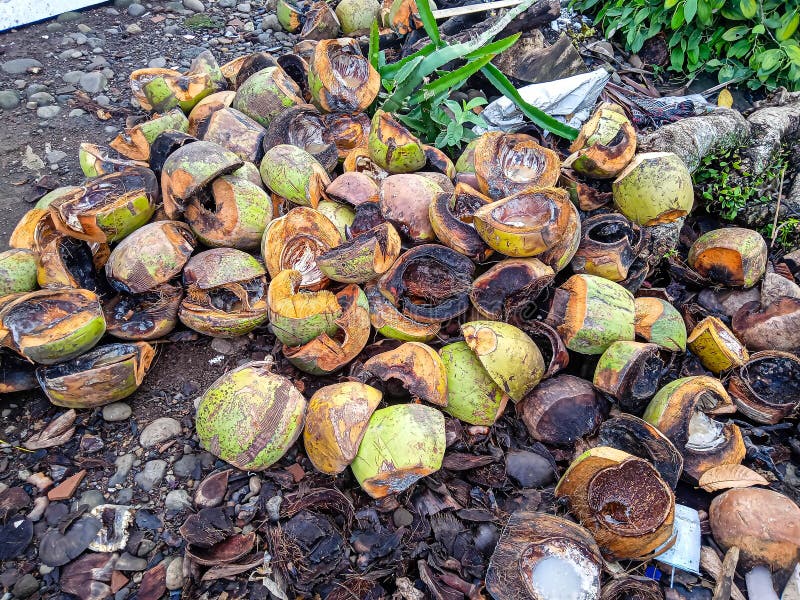 Waste of Unused Coconut Shells on the Ground Stock Image - Image of ...