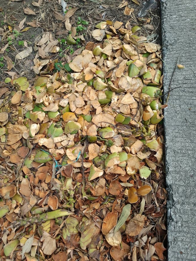 Waste of Unused Coconut Shells Stock Image - Image of waste, unused ...