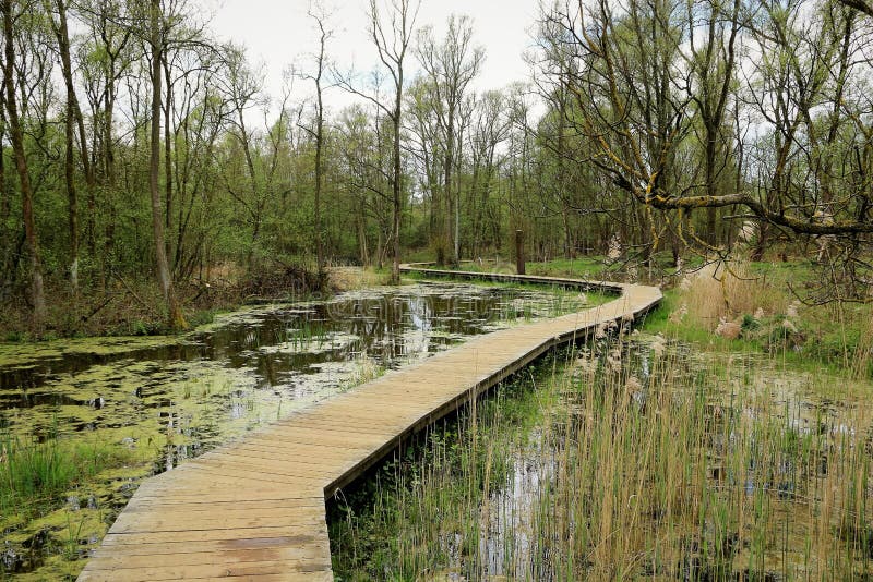 Waste Waterlogged Marshland. Stock Photo - Image of outdoor, path: 70227884