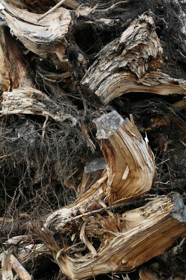 Waste wood stock photo. Image of pine, root, pile, timber - 3616172