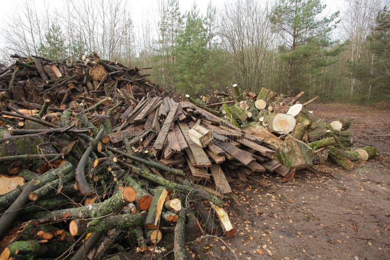 Waste Wood Waste Pallets Firewood Wood Chips Plywood for Processing ...