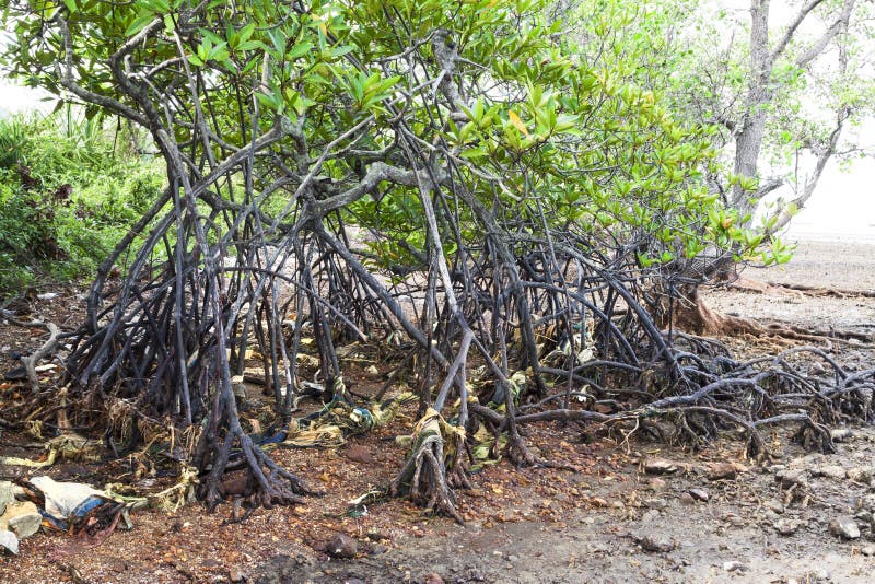 Pollution Mangroves Tree Roots Stock Photo - Image of rubbish, trash ...