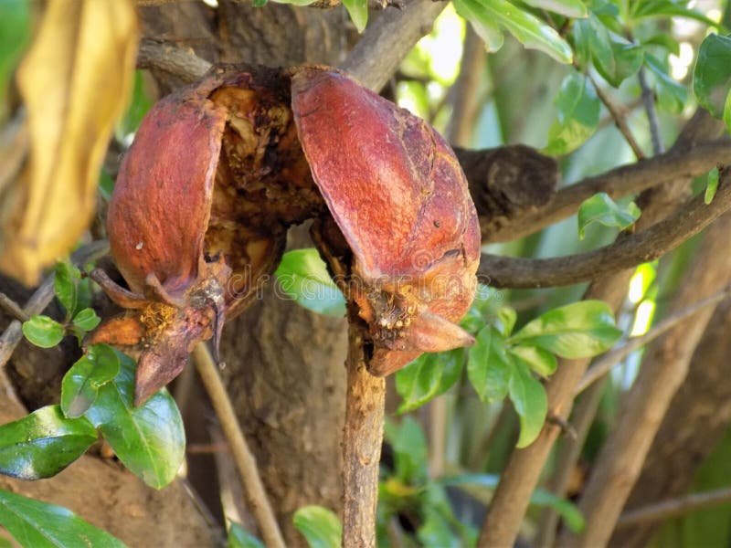 Wasted Pomegranate Stock Photos - Free & Royalty-Free Stock Photos from ...
