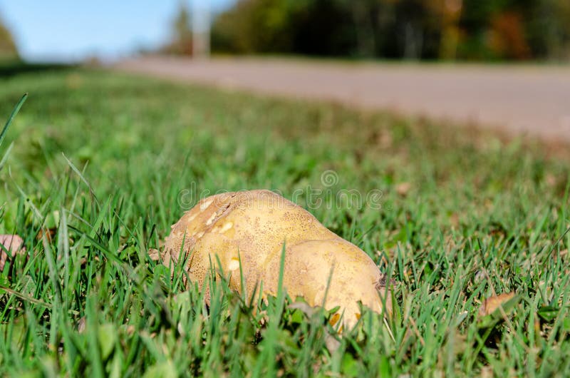 Wasted Potato Falling Off the Truck on the Side of the Road Stock Photo ...