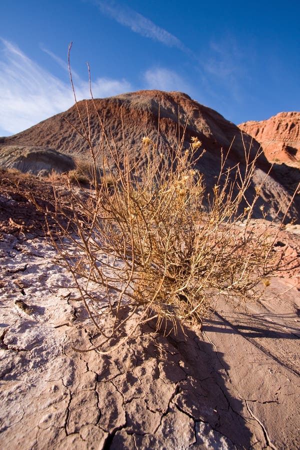 Wasteland stock photo. Image of parched, wasteland, dead - 12070506
