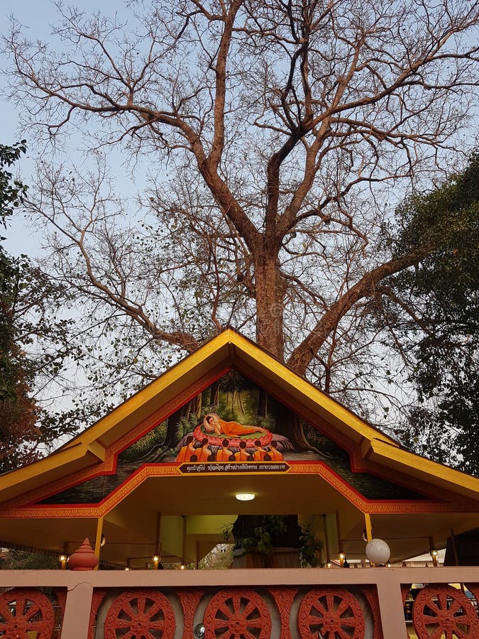 The tree inside the temple stock photo. Image of temple - 171510640