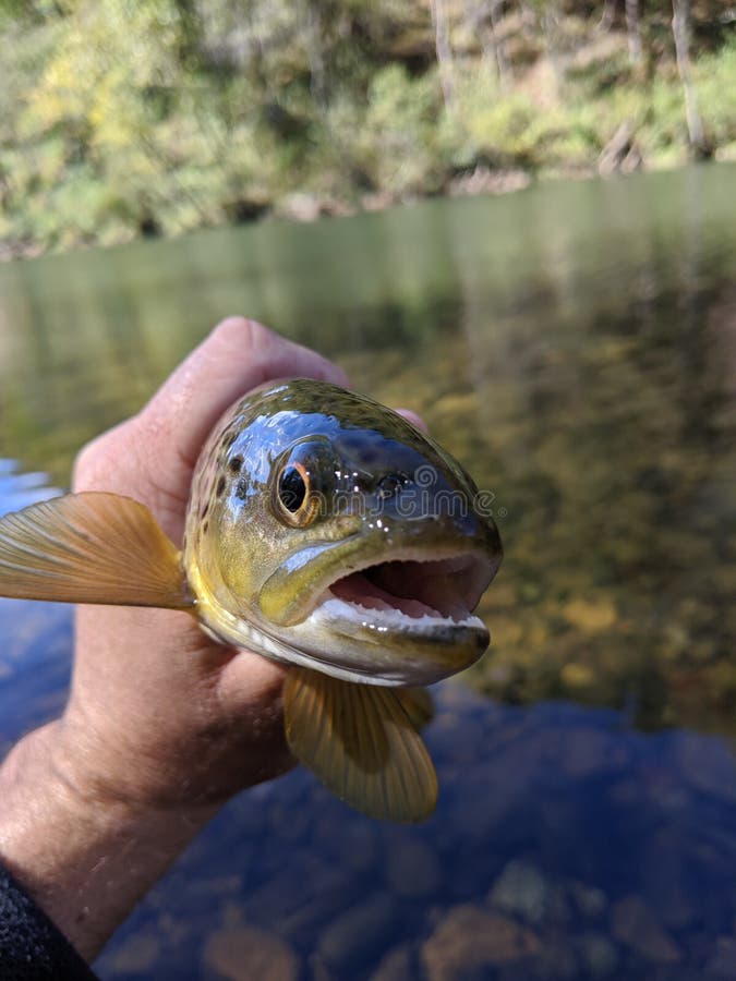Watauga River Brown Trout Looking Back at You Stock Image - Image of ...