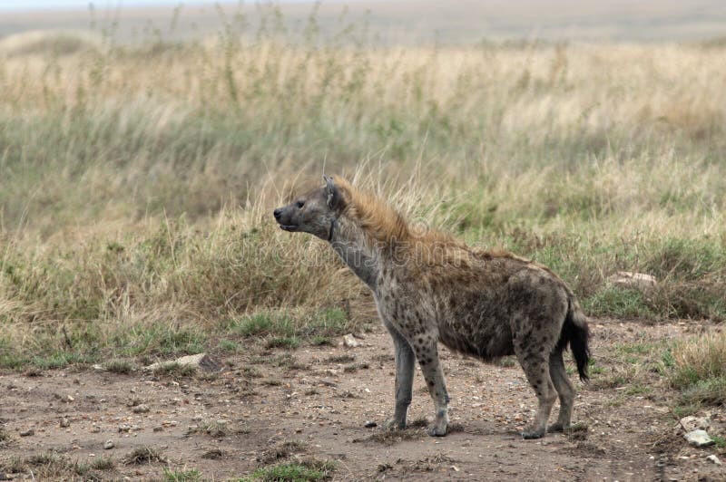 Spotted hyena portrait stock image. Image of teeth, muzzle - 27032841