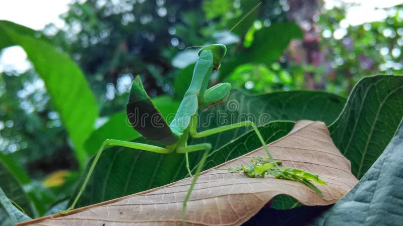 Watch back! Mantis here.. stock photo. Image of insect - 239669320