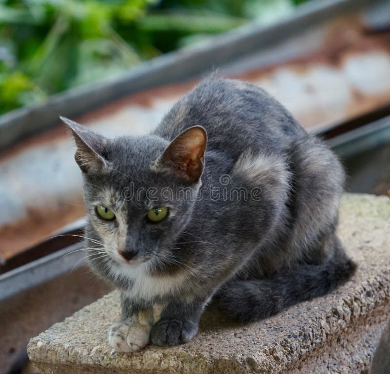 Doubt Cat Stock Photos - Download 175 Royalty Free Photos