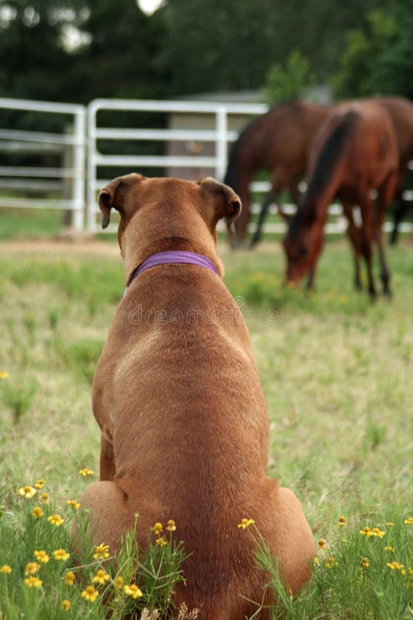 Watch Dog stock image. Image of brave, field, friend, farm - 1023331