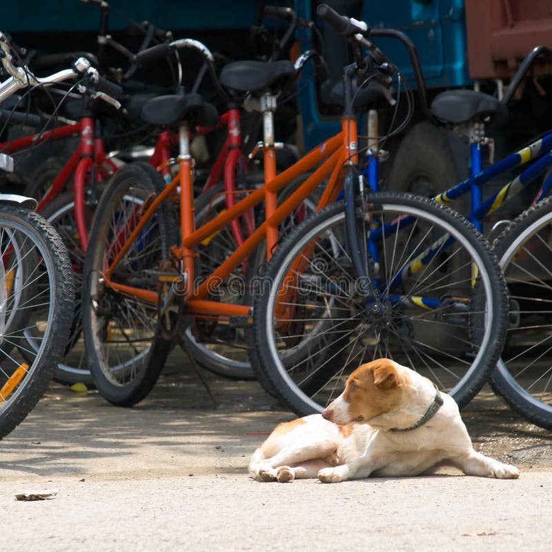 Watch Dog stock photo. Image of track, rural, shadows - 4034852
