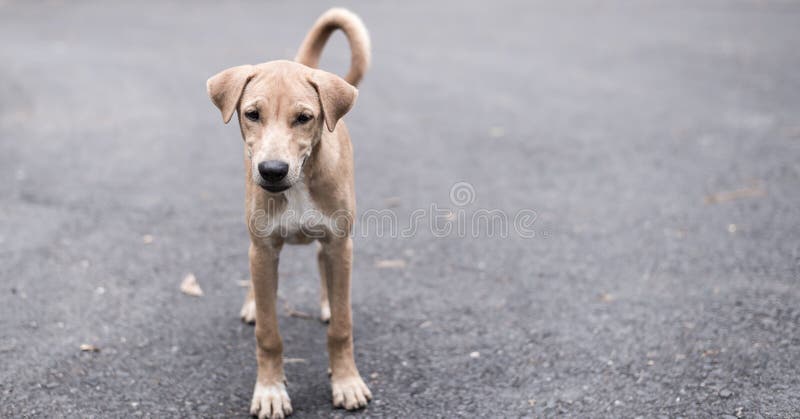 Watch dog stock photo. Image of small, member, studio - 42444846