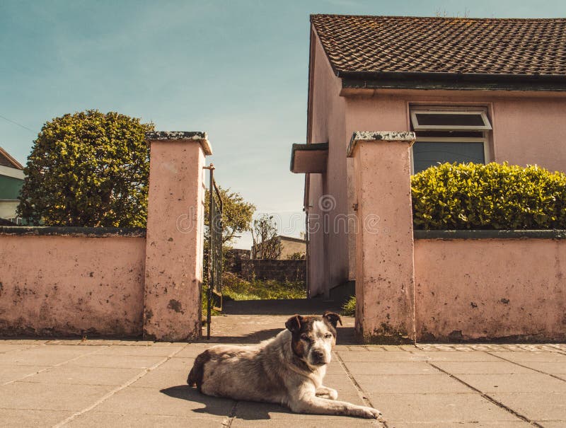 Watch Dog Outside the House Stock Image - Image of garden, dwelling ...