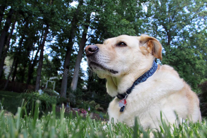 Watch Dog stock image. Image of labrador, animal, copy - 53554207